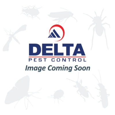 Chinch Bug | Delta Pest Control Inc. - Pest Control and Exterminator Services