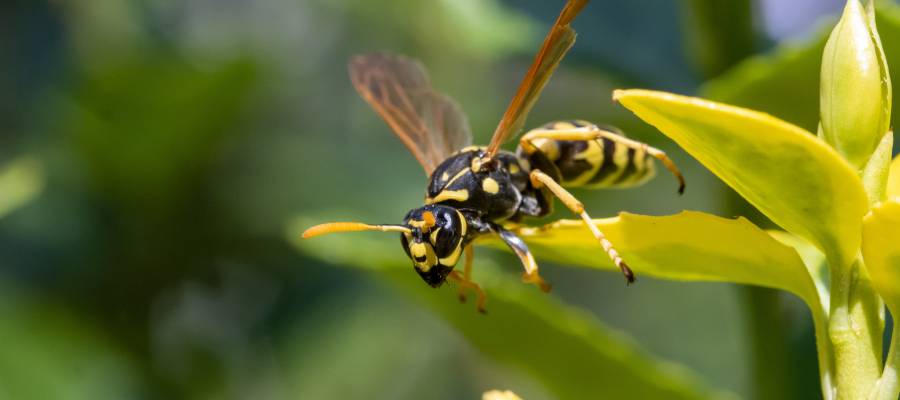 Stinging Insect Season | Prevent Insect Infestations this Spring!